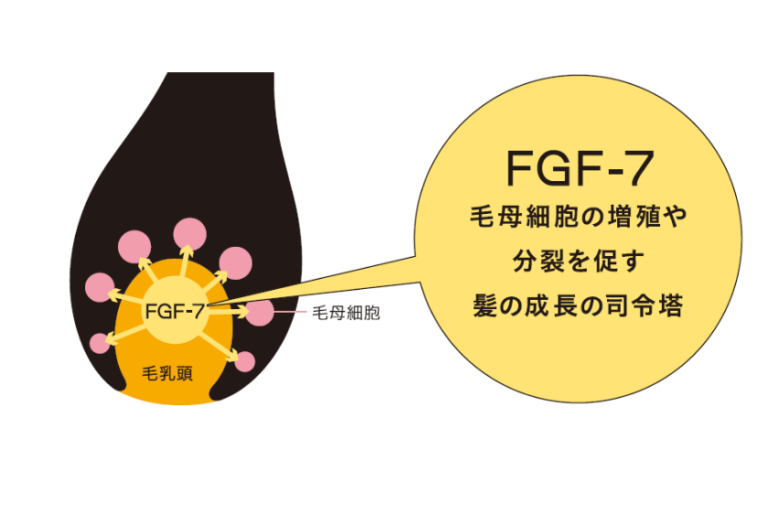 AGAって何？AGAの原因とスカルプケアについて解説！ | DEMI LABO（デミラボ）